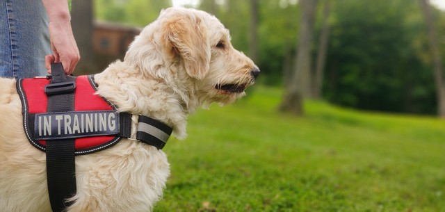 Various Tasks of a Service Dog | Dog Trainer College