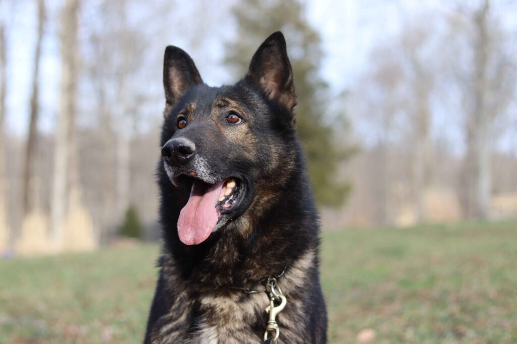 A Very Brief History of the German Shepherd Dog | Dog Trainer College