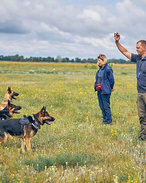 Professional Dog Trainer Certification Courses in Indiana | Dog Trainer ...