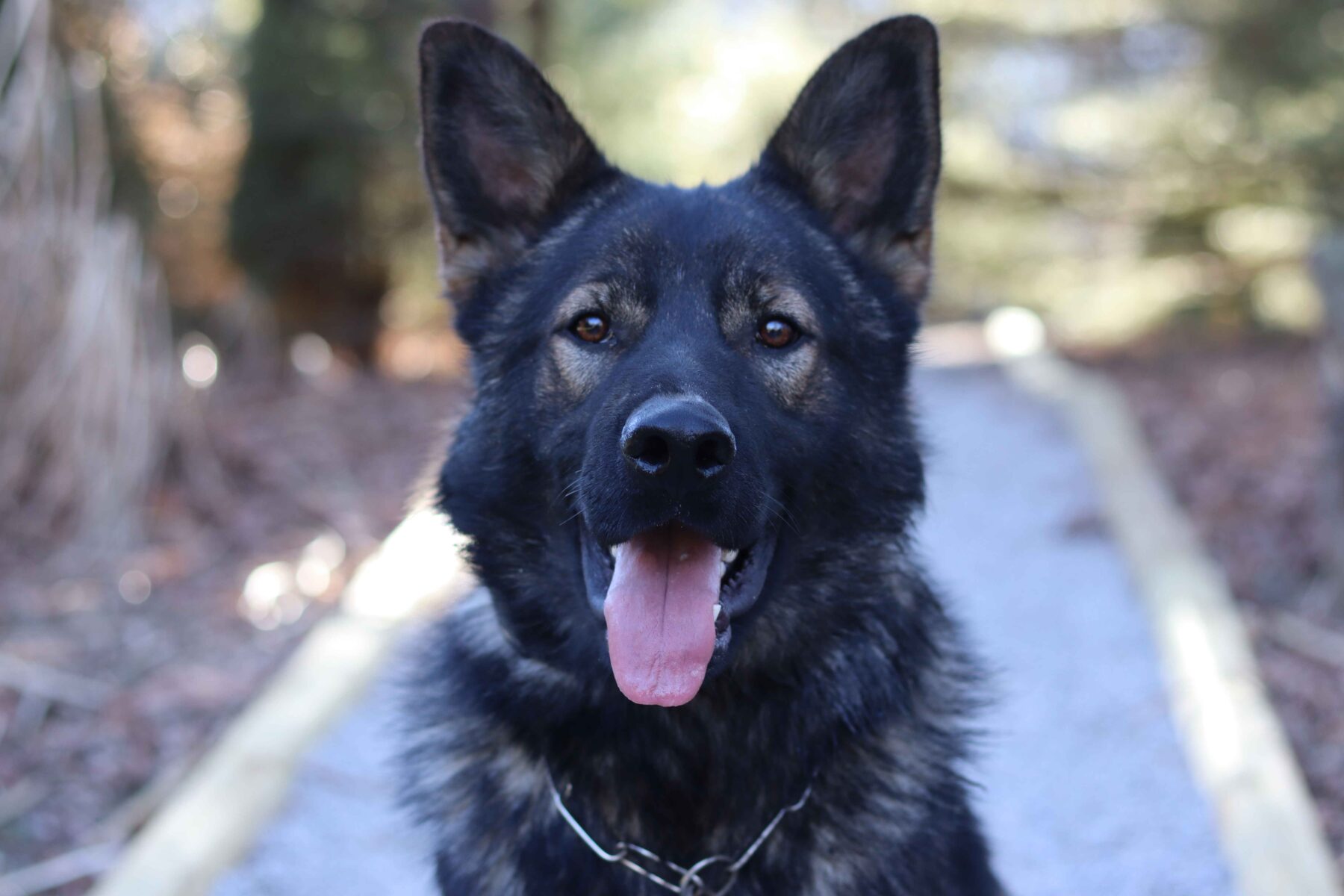 German Shepherd | Dog Trainer College