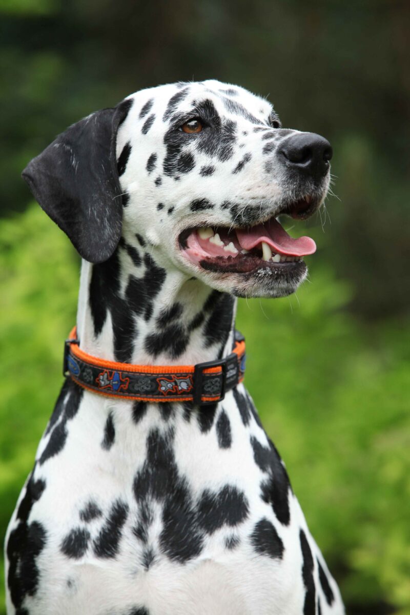 The Benefits and Purposes of Outcross Breeding | Dog Trainer College