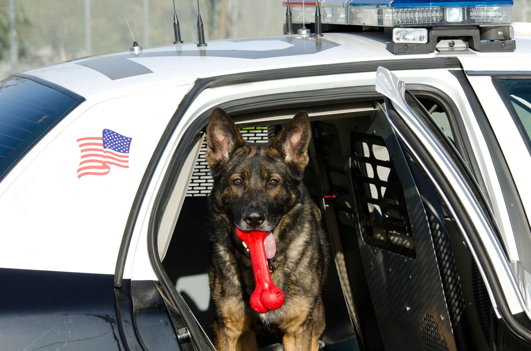 Police K9 Instructor Online Course | Dog Trainer College