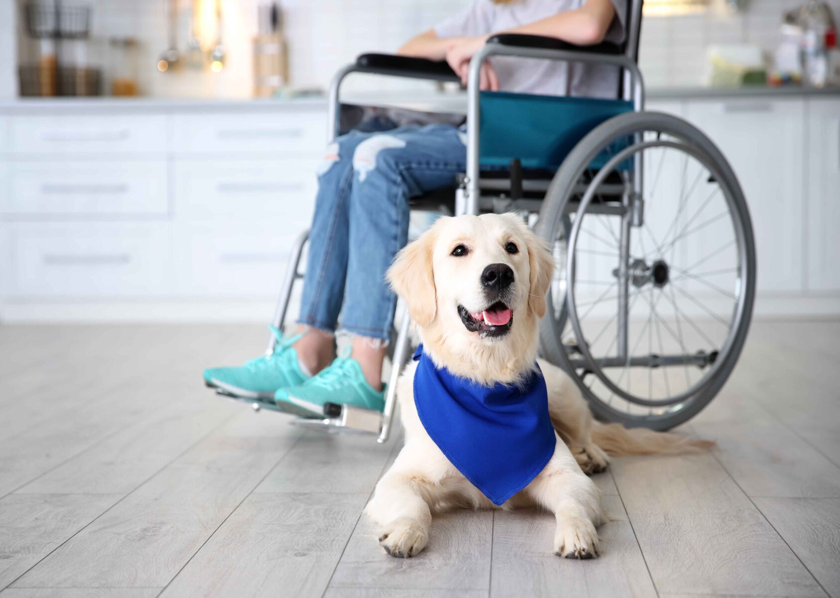 The Different Types of Service Dogs and The Training Behind Them | Dog ...