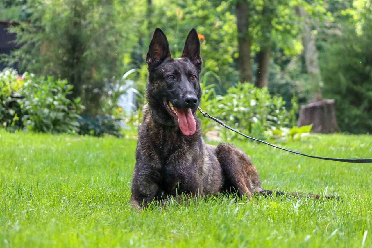 Working & Companion German Shepherd Puppies and Belgian Malinois for ...