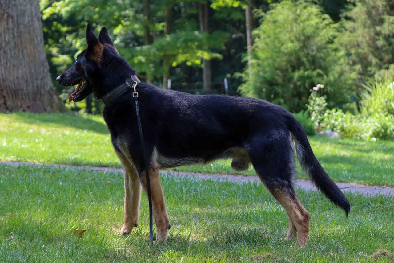 Working & Companion German Shepherd Puppies and Belgian Malinois for ...