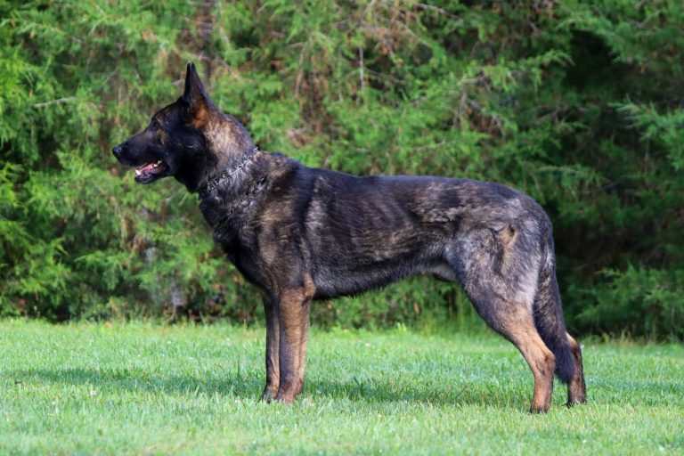 So...you think you want a German Shepherd | Dog Trainer College